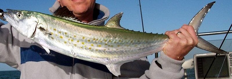 Jigging for Mackerel - Topsail Angler