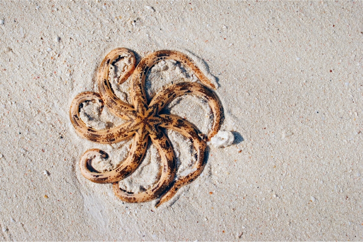 Can You Eat Starfish? - Topsail Angler