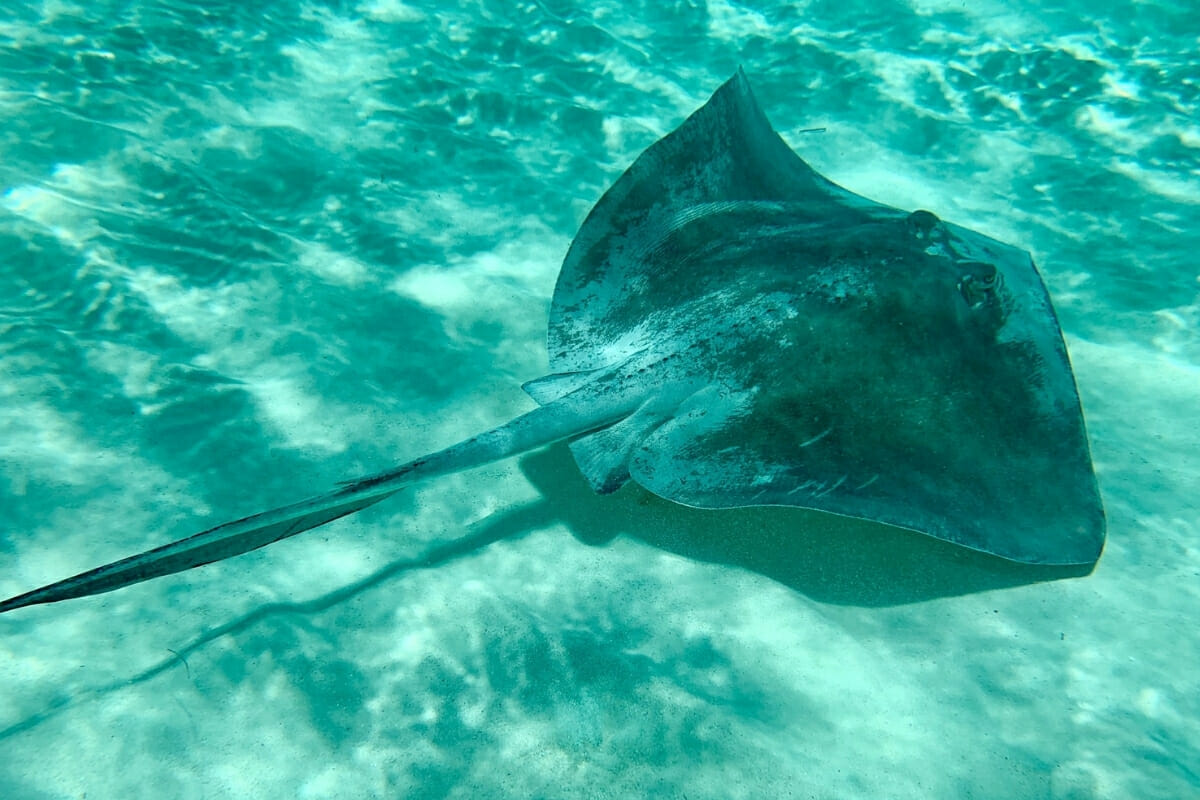 Can You Eat Stingray? - Topsail Angler