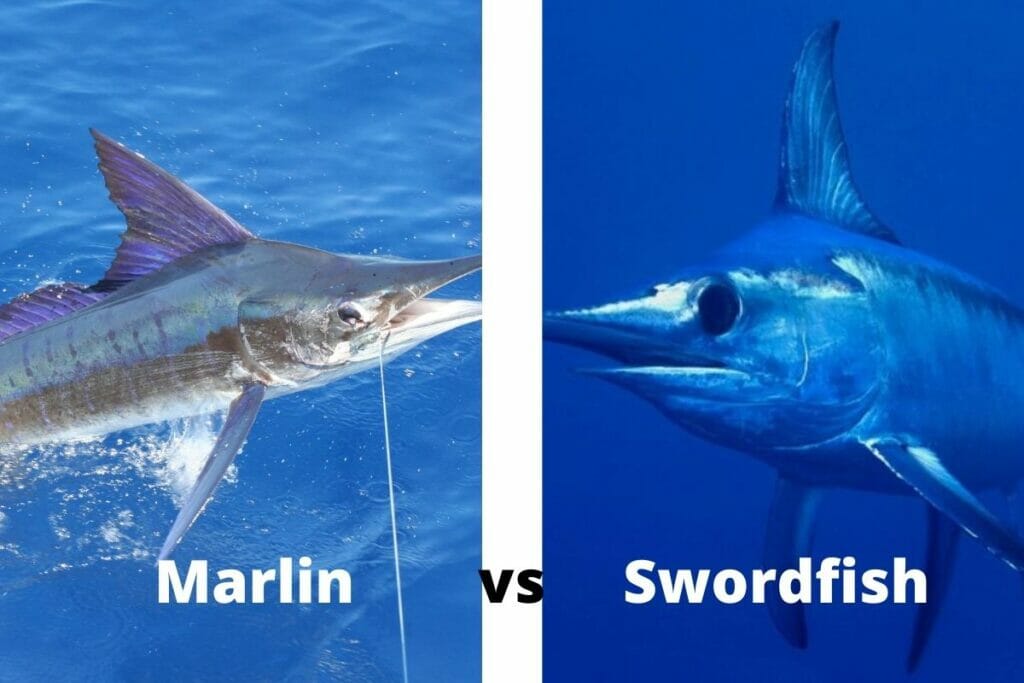 Marlin vs Swordfish - What's the Difference? - Topsail Angler
