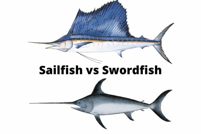 Sailfish vs Swordfish - What's the Difference? - Topsail Angler