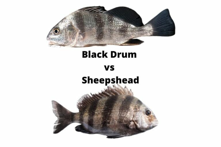 Black Drum vs Sheepshead - What's the Difference? - Topsail Angler
