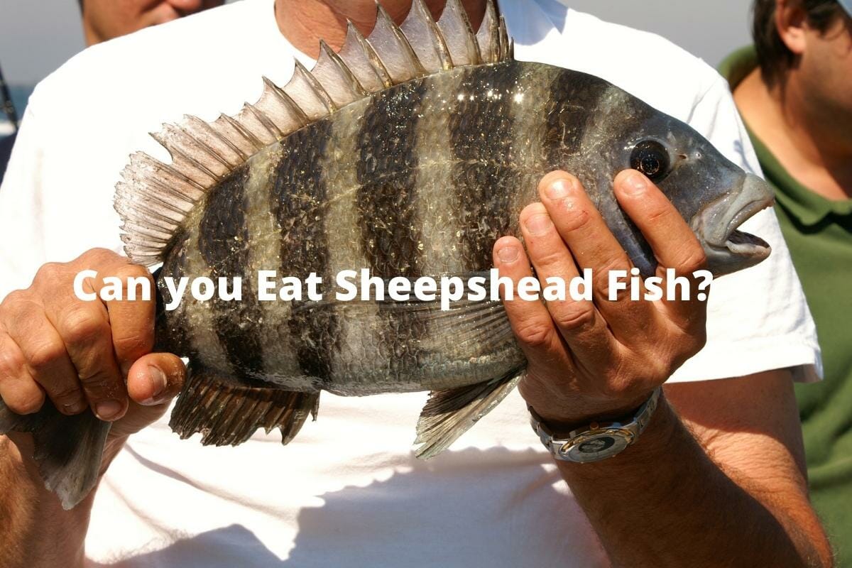 Can you Eat Sheepshead Fish? - Topsail Angler