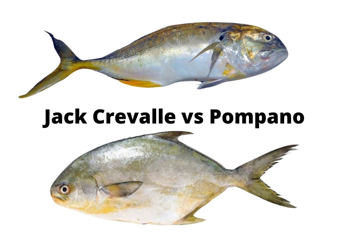 Jack Crevalle vs Pompano - What's the Difference? - Topsail Angler