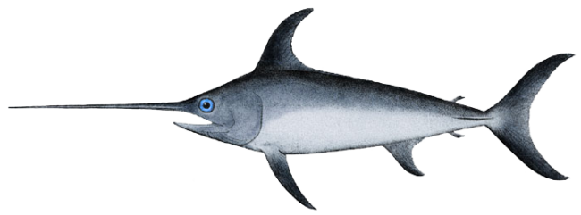 Sailfish vs Swordfish - What's the Difference? - Topsail Angler